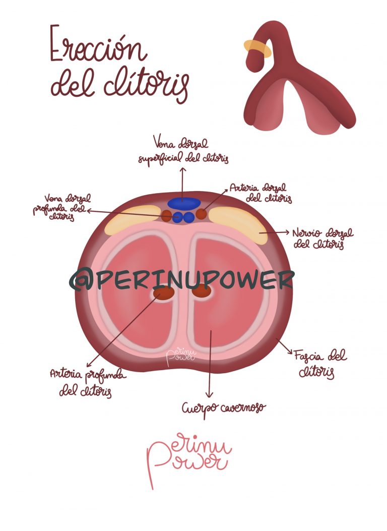 ERECCIÓN DEL CLÍTORIS - Perinu Power - Láminas sexualidad